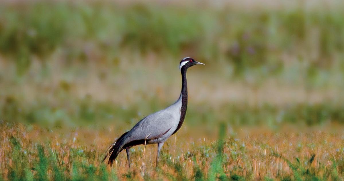 Der Club 300 Jahresbericht Elanus Band 15 (2020) ist ab sofort erhältlich!