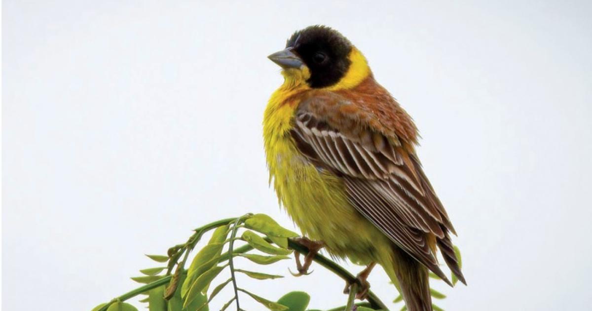 17.12.2023 – Die seltenen Vogelarten Österreichs – in Buchform als ...