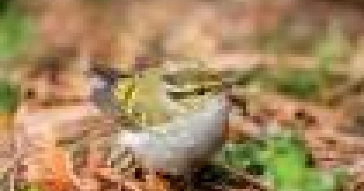 Der Club 300 Jahresbericht Elanus Band 14 (2019) ist ab sofort erhältlich!